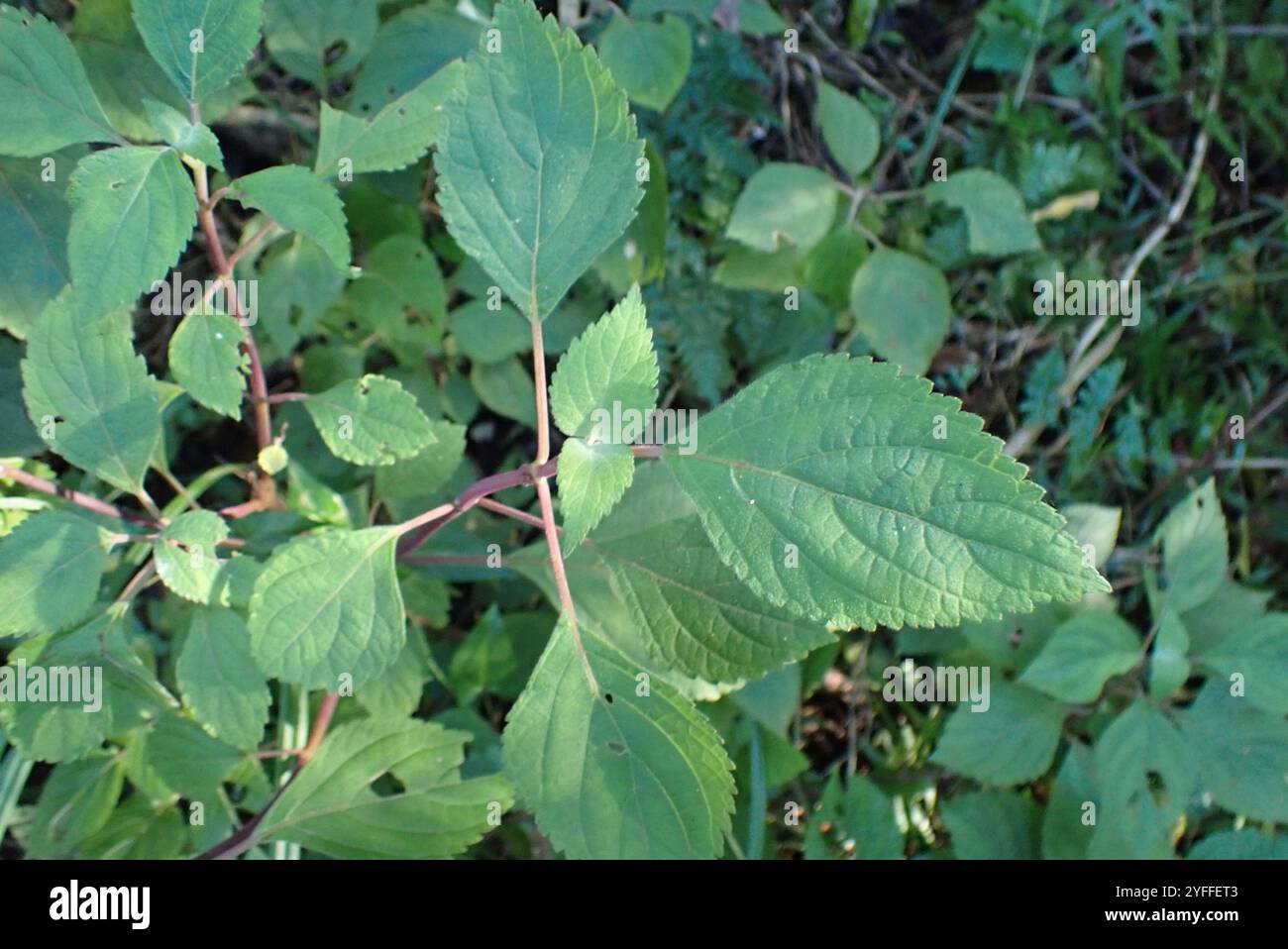 pink fly bush (Plectranthus fruticosus Stock Photo - Alamy