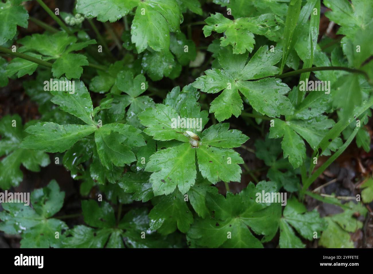 wood sanicle (Sanicula europaea Stock Photo - Alamy