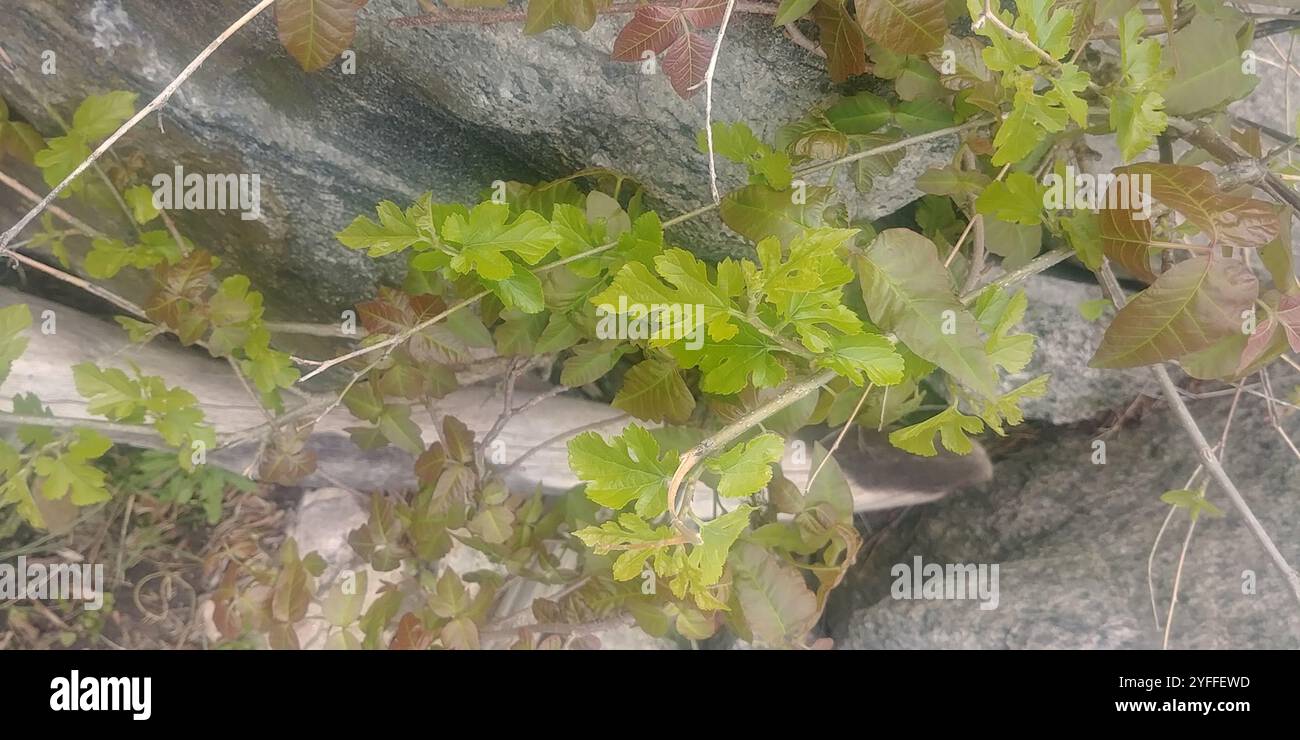 mulberry and fig family (Moraceae Stock Photo - Alamy