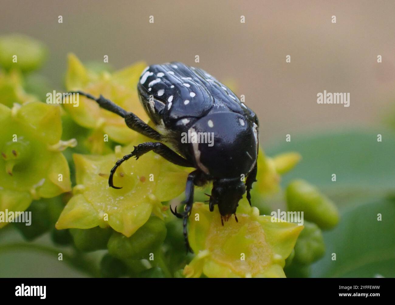 Middle Eastern Flower Scarab (Oxythyrea cinctella Stock Photo - Alamy