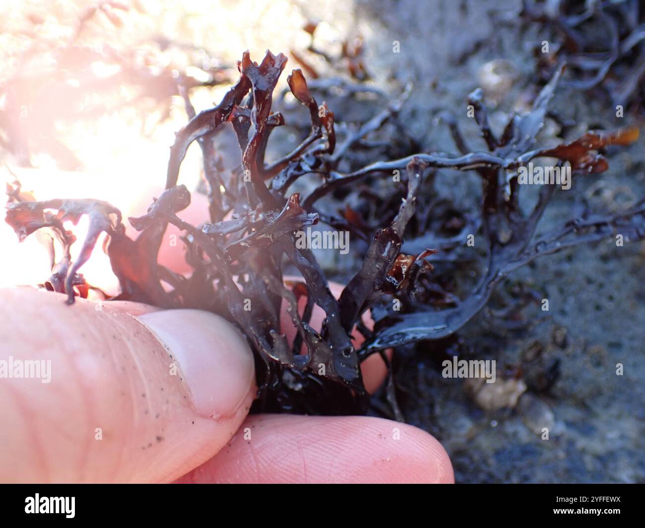 encrusting red algae (Mastocarpus Stock Photo - Alamy