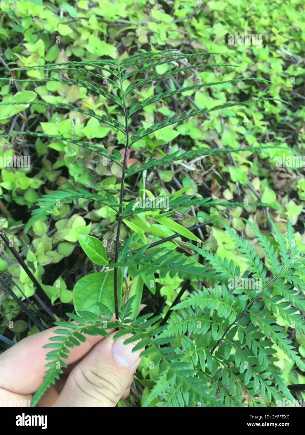 Silverback and Goldback Ferns (Pityrogramma Stock Photo - Alamy
