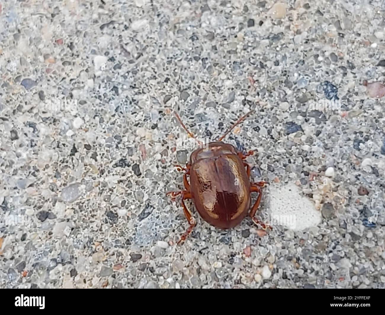 brown leaf beetle (Chrysolina staphylaea Stock Photo - Alamy