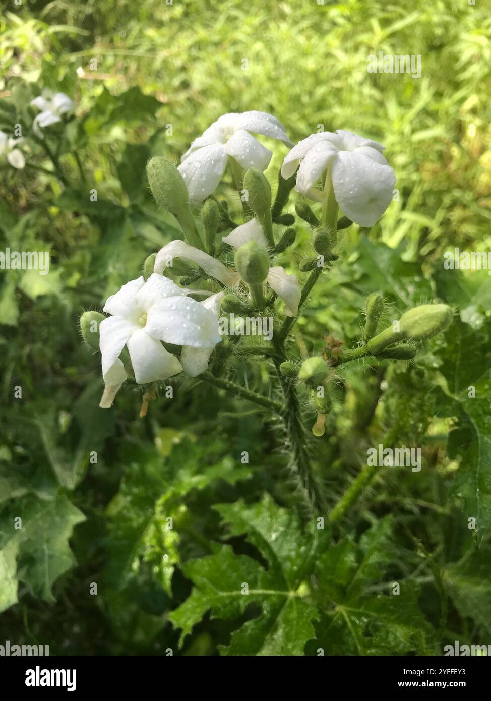 Texas Bull Nettle (Cnidoscolus texanus Stock Photo - Alamy