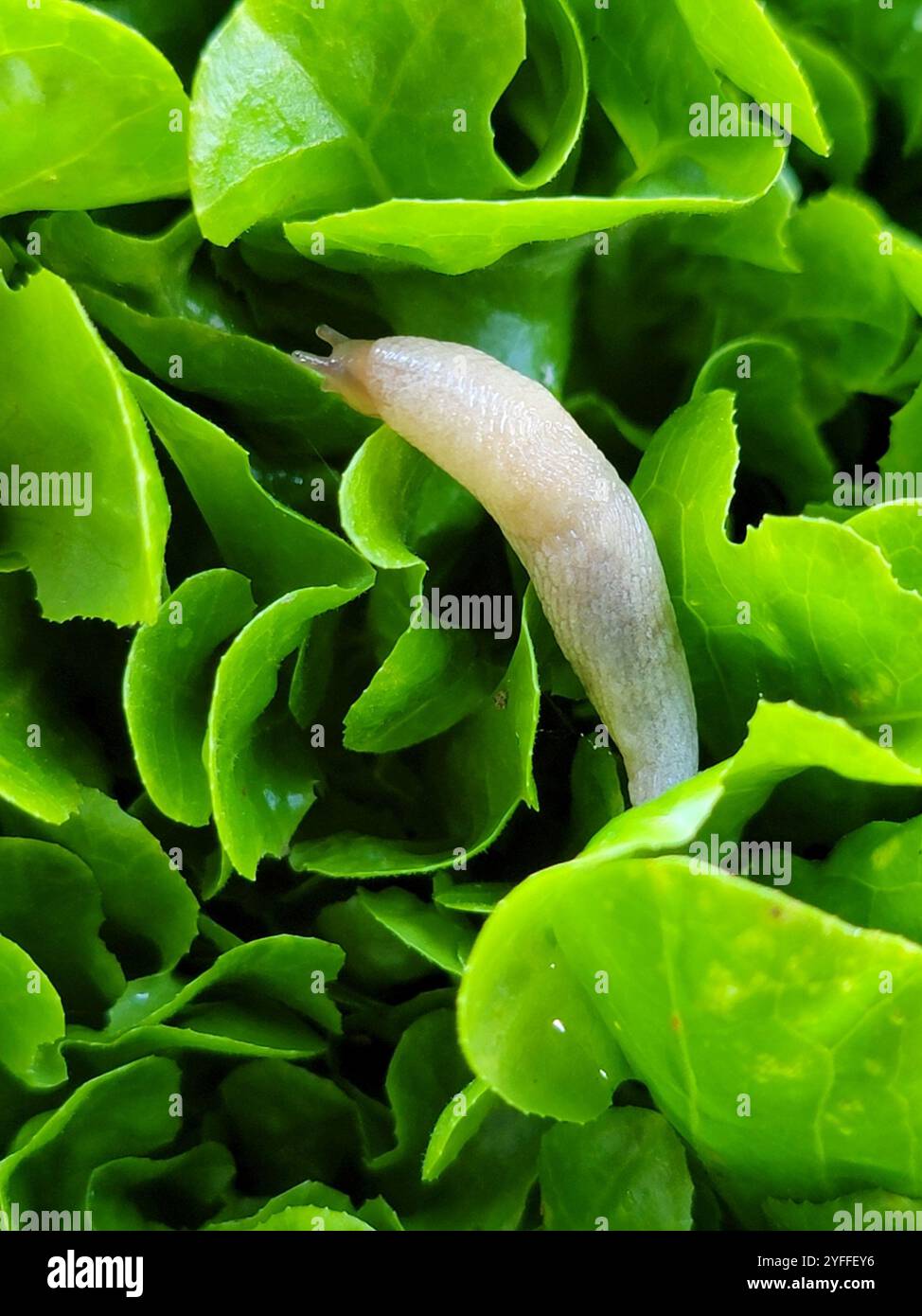 Milky Slug (Deroceras reticulatum Stock Photo - Alamy
