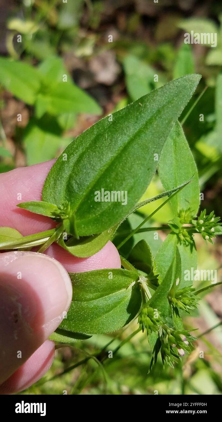 summer bluet (Houstonia purpurea Stock Photo - Alamy
