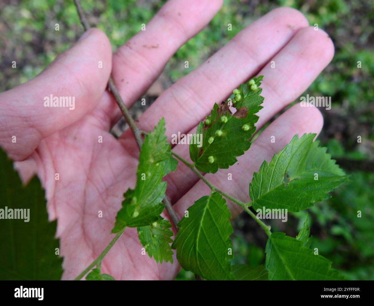 Gall and Rust Mites (Eriophyidae Stock Photo - Alamy