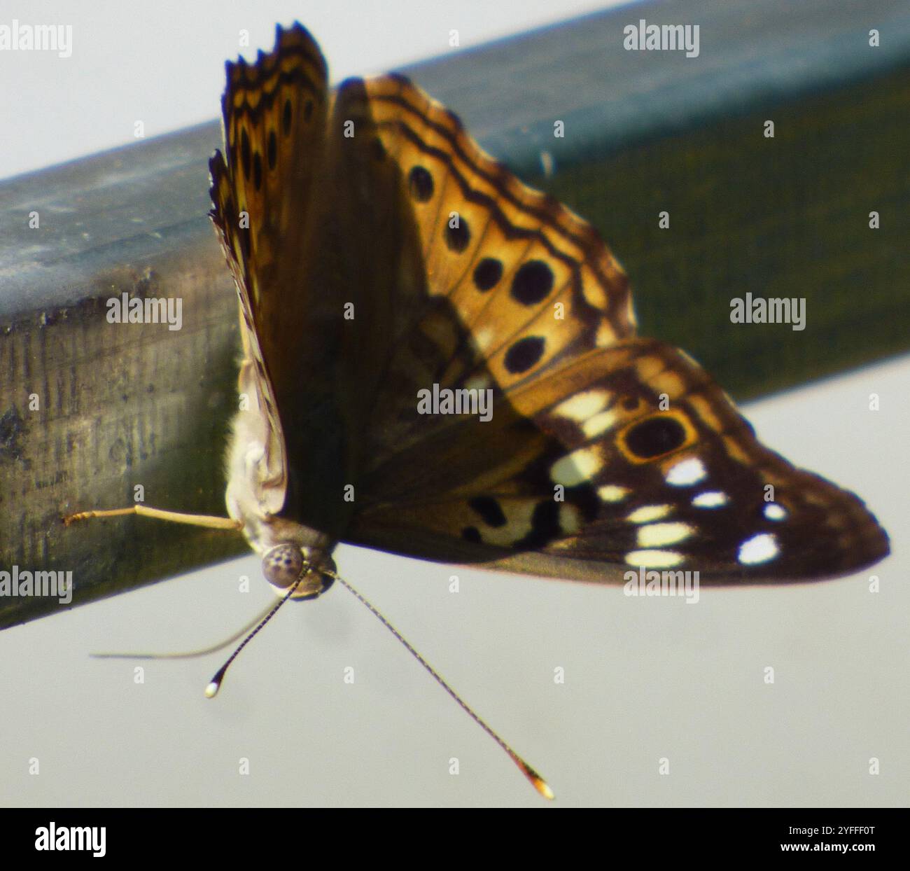 Hackberry Emperor (Asterocampa celtis Stock Photo - Alamy