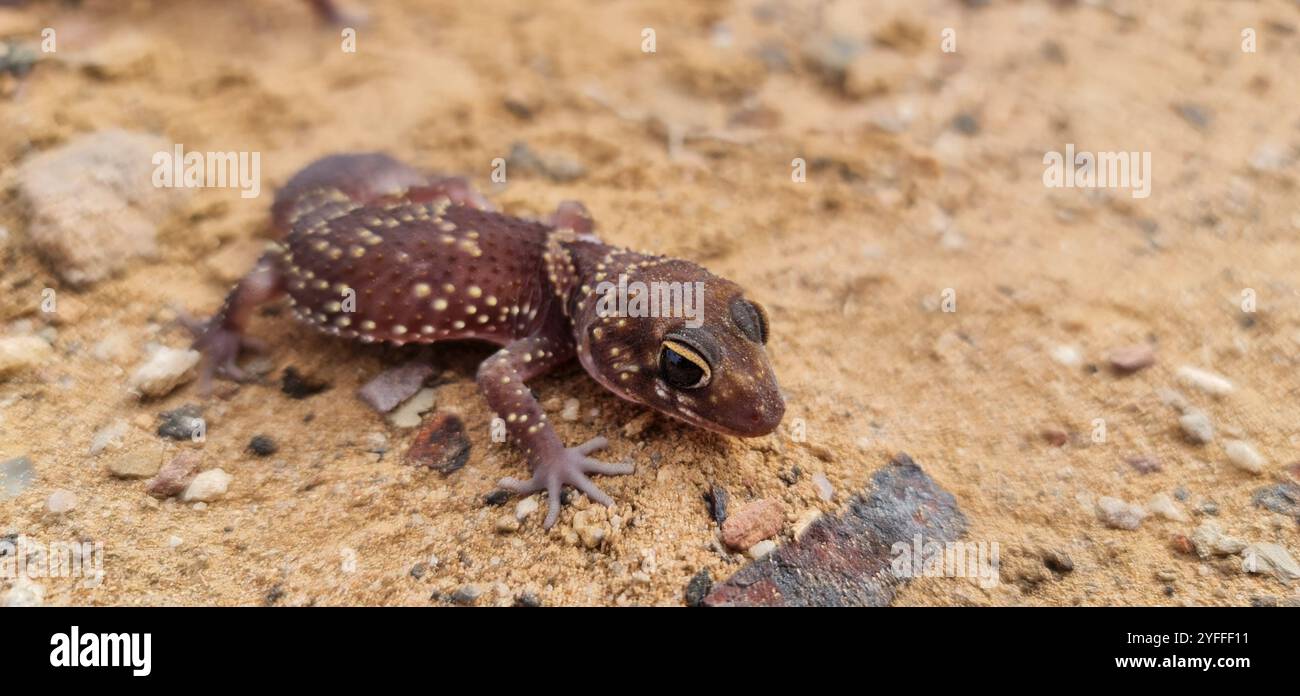 Thick-tailed Barking Gecko (Underwoodisaurus milii Stock Photo - Alamy