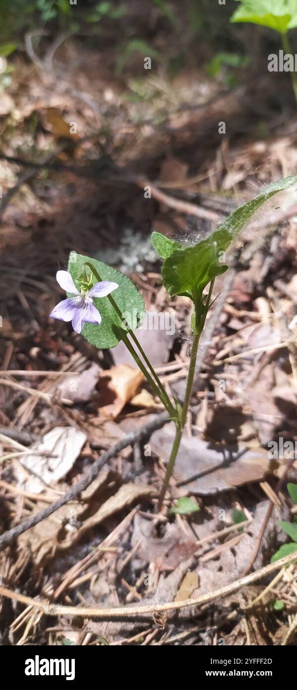Heath Dog-Violet (Viola canina Stock Photo - Alamy