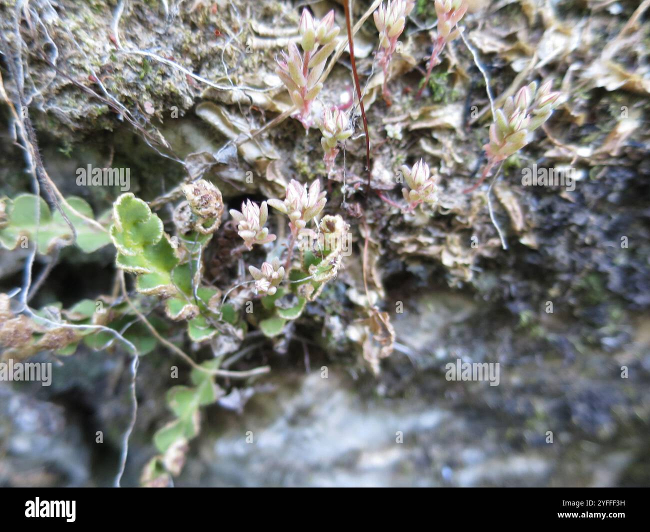 Sedum rubens hi-res stock photography and images - Alamy