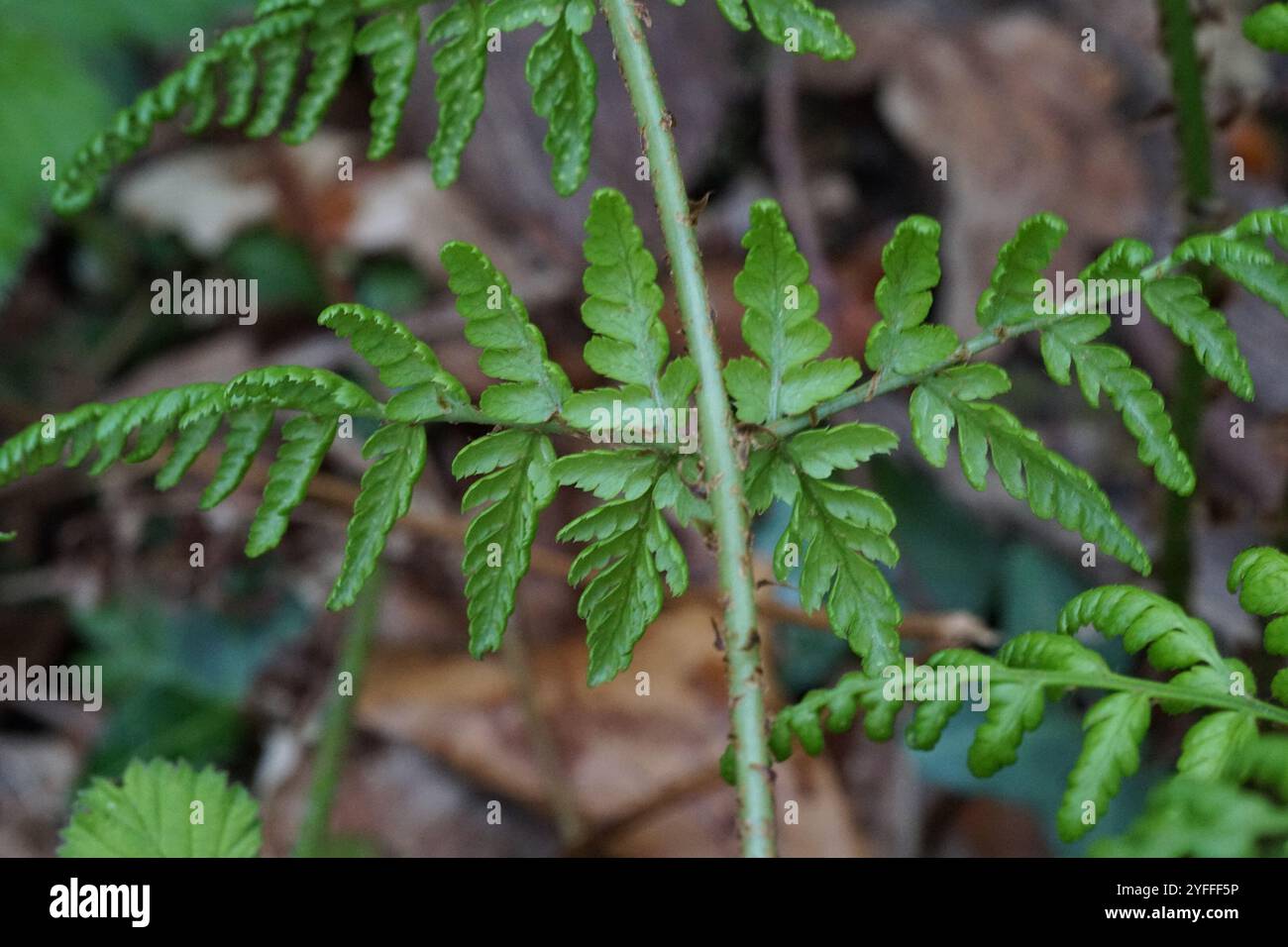 broad buckler-fern (Dryopteris dilatata Stock Photo - Alamy
