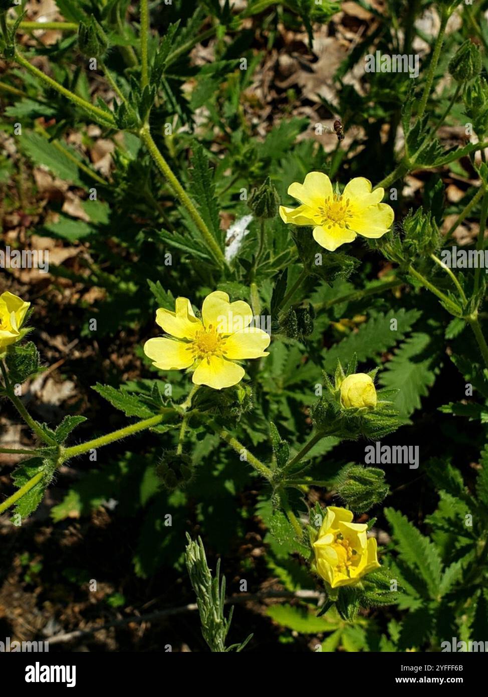 sulphur cinquefoil (Potentilla recta Stock Photo - Alamy