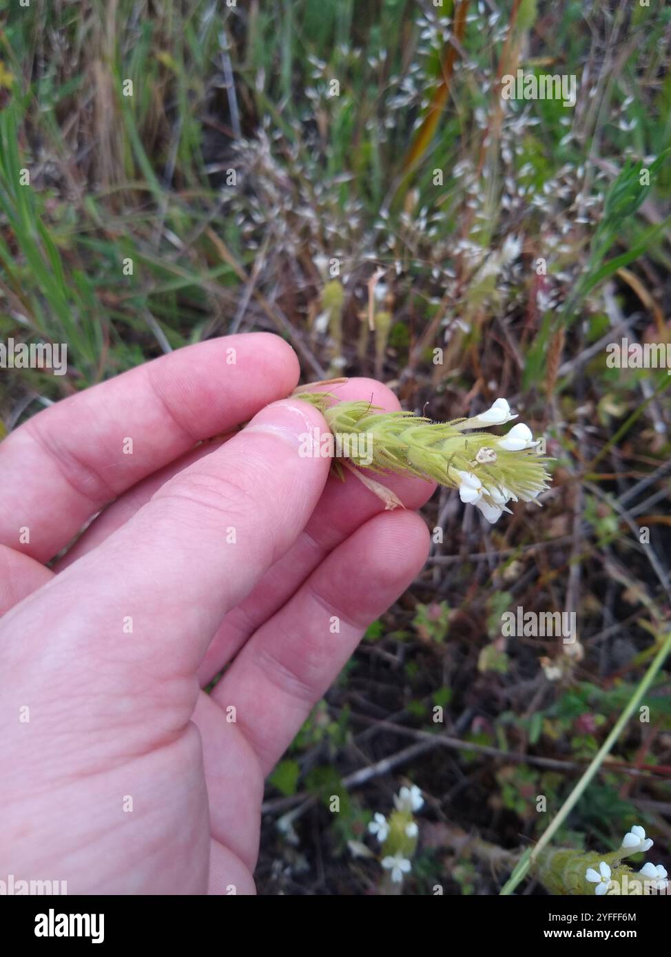 Hairy Indian Paintbrush (Castilleja tenuis Stock Photo - Alamy