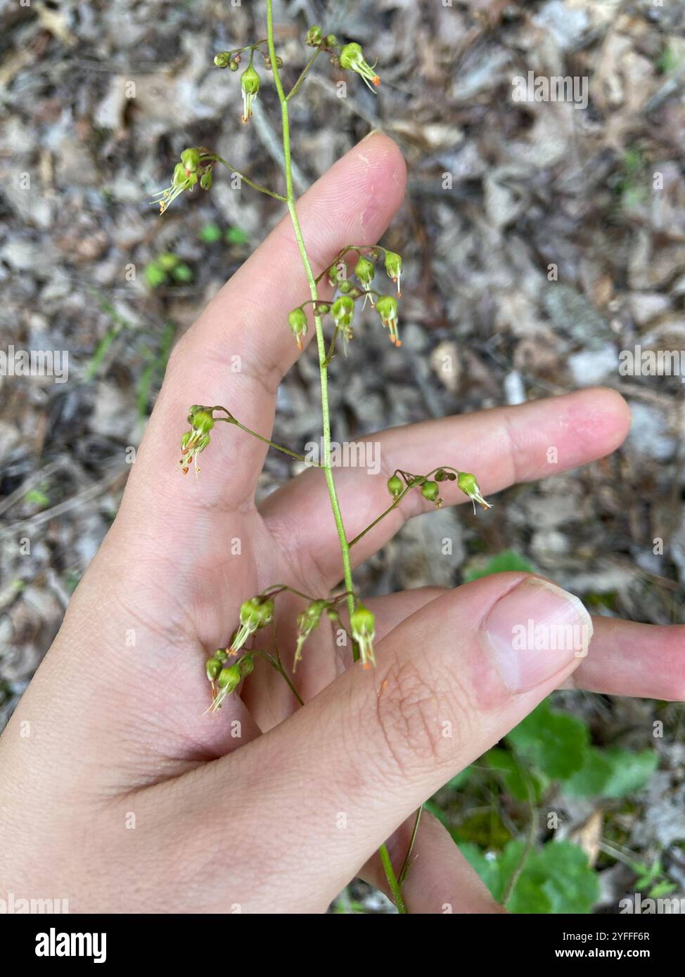 American alumroot (Heuchera americana Stock Photo - Alamy