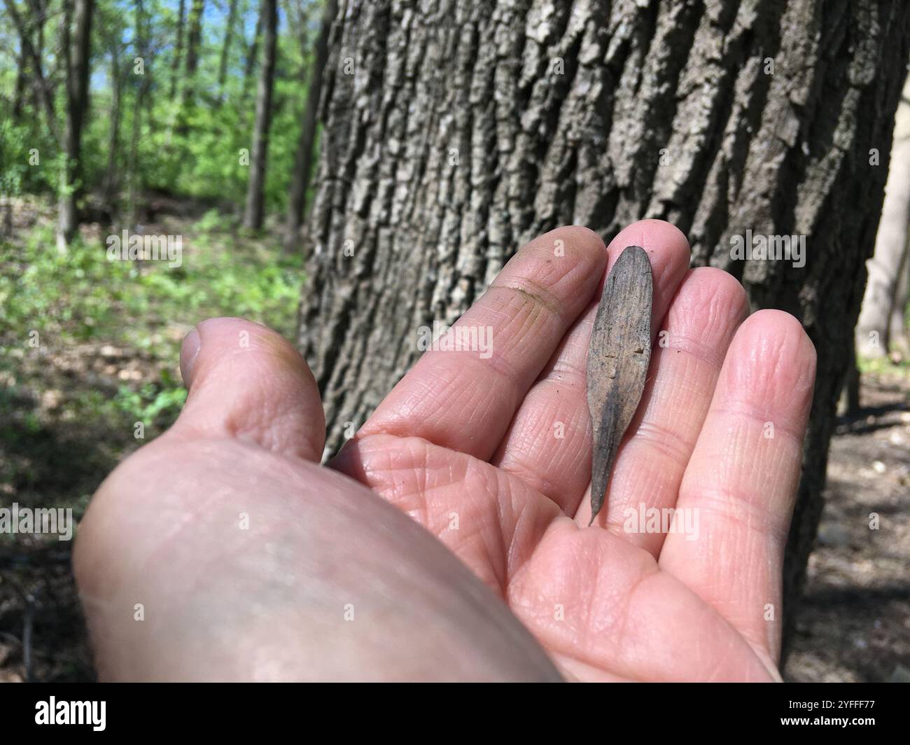 pumpkin ash (Fraxinus profunda Stock Photo - Alamy