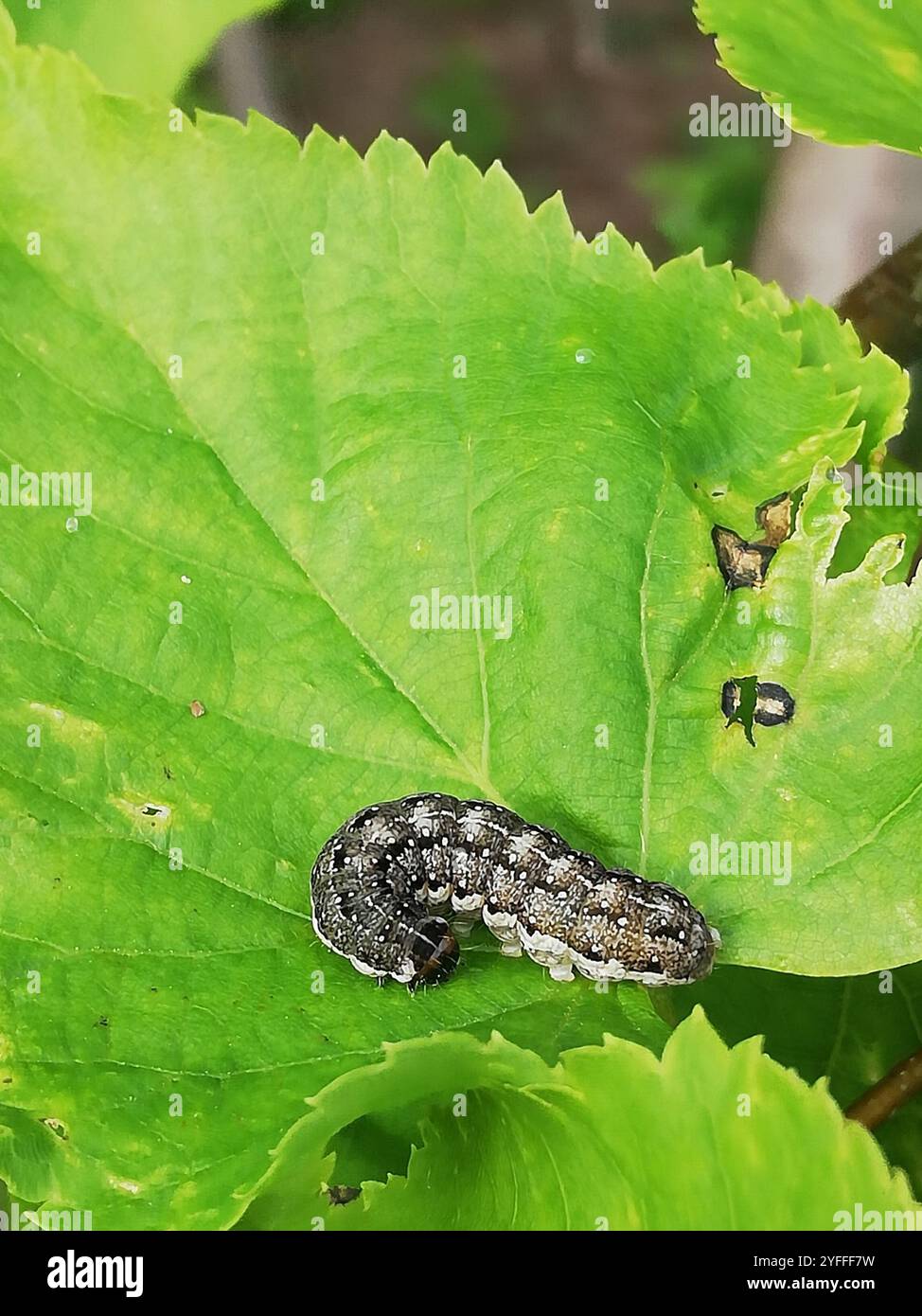 Orange Sallow (Tiliacea citrago Stock Photo - Alamy