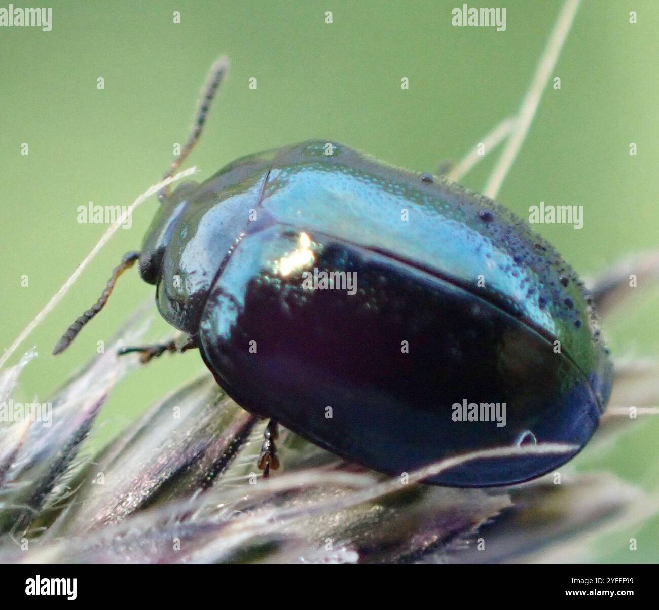 Willow Leaf Beetle (Plagiodera versicolora Stock Photo - Alamy