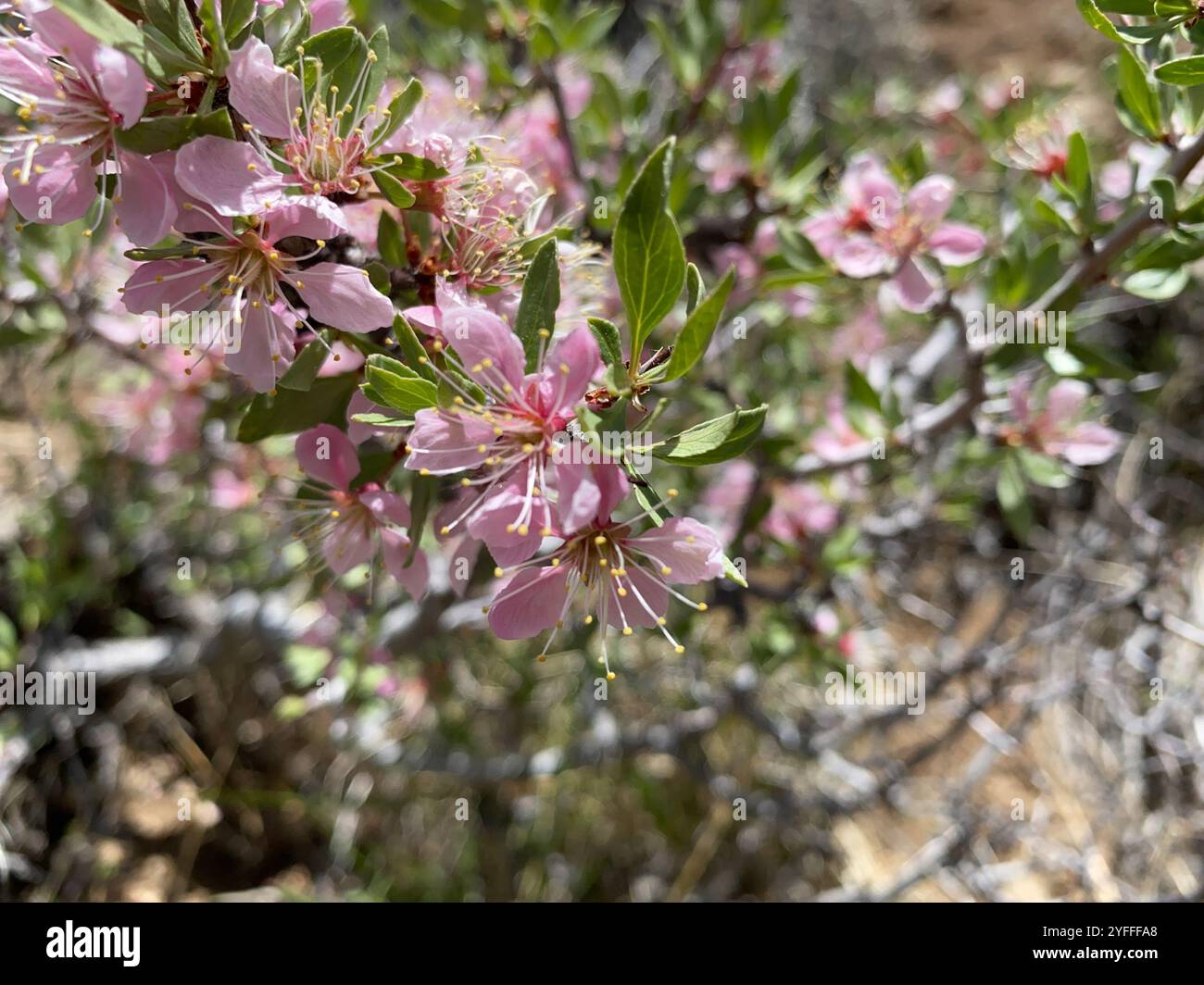 Desert Peach (Prunus andersonii Stock Photo - Alamy
