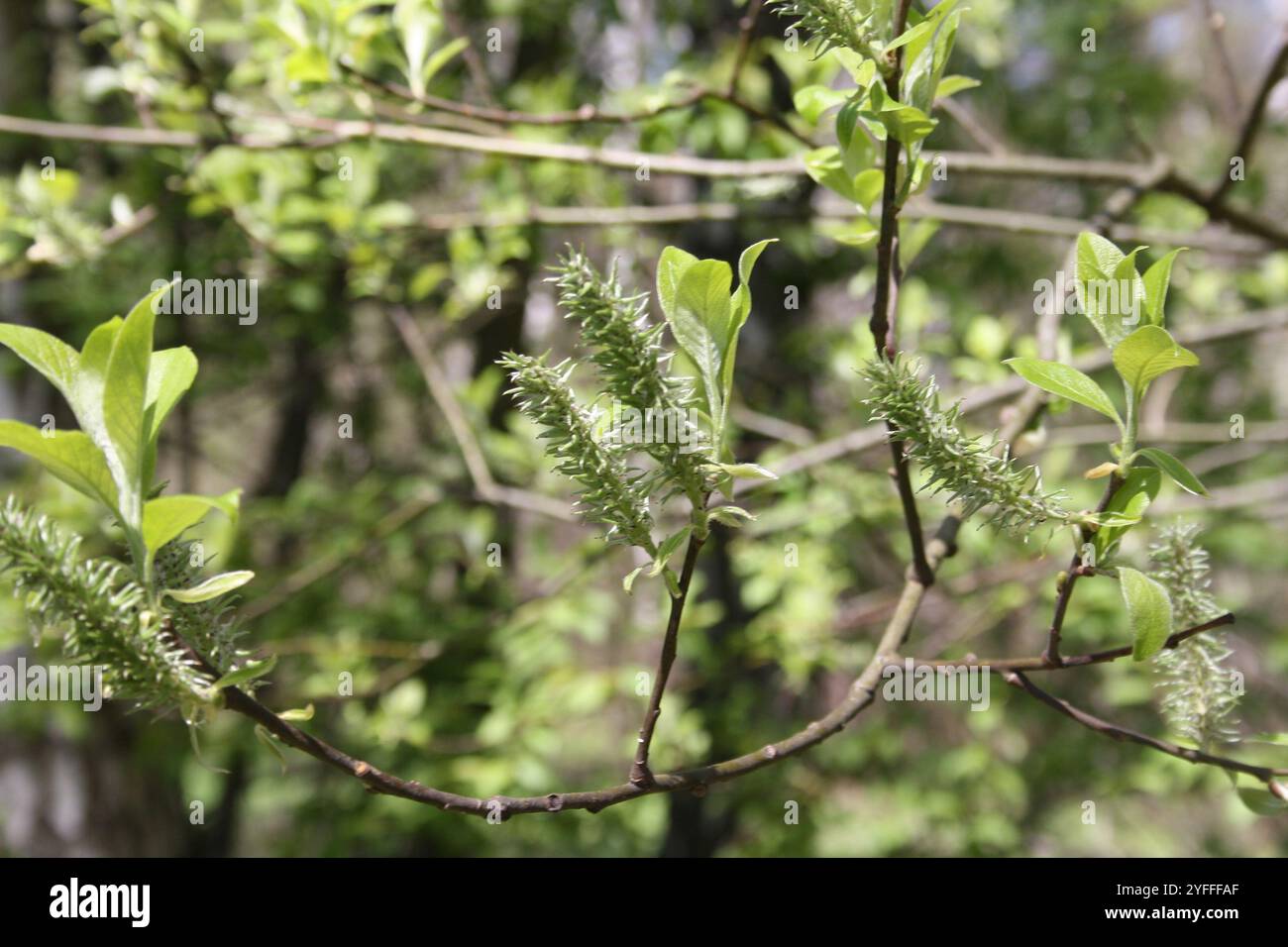 goat willow (Salix caprea Stock Photo - Alamy