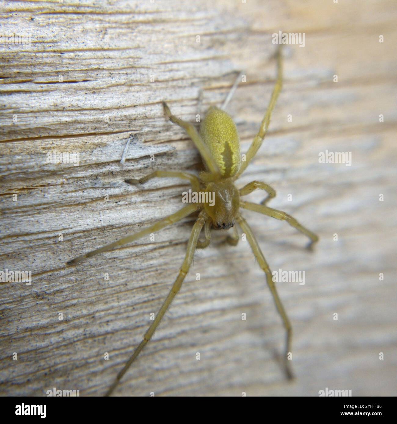 Longlegged Sac Spiders (Cheiracanthium Stock Photo - Alamy