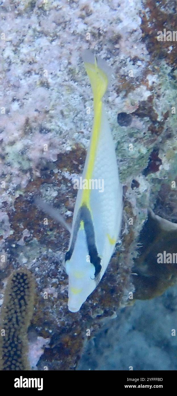 Spotfin Butterflyfish (Chaetodon ocellatus Stock Photo - Alamy