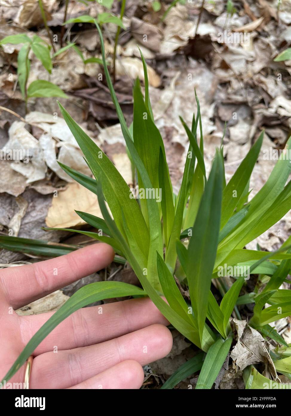 White Bear Sedge (Carex albursina Stock Photo - Alamy