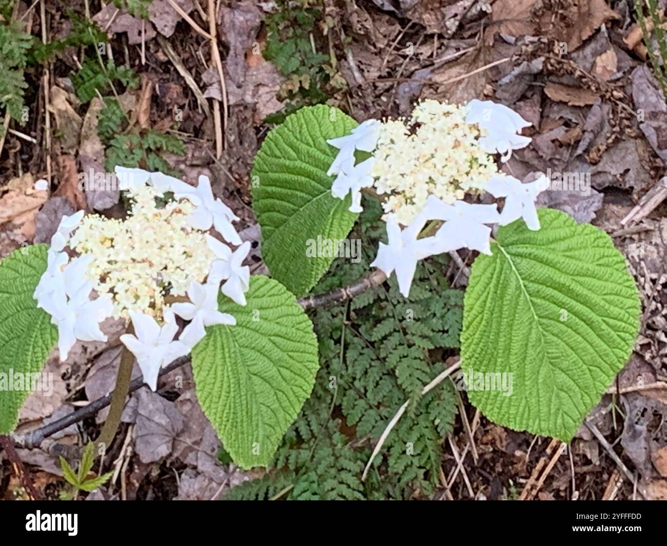 hobblebush (Viburnum lantanoides Stock Photo - Alamy