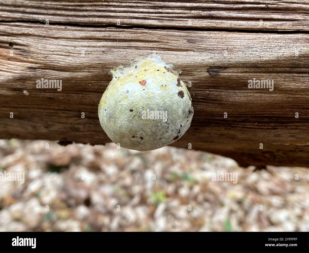 False Puffball (Reticularia lycoperdon Stock Photo - Alamy