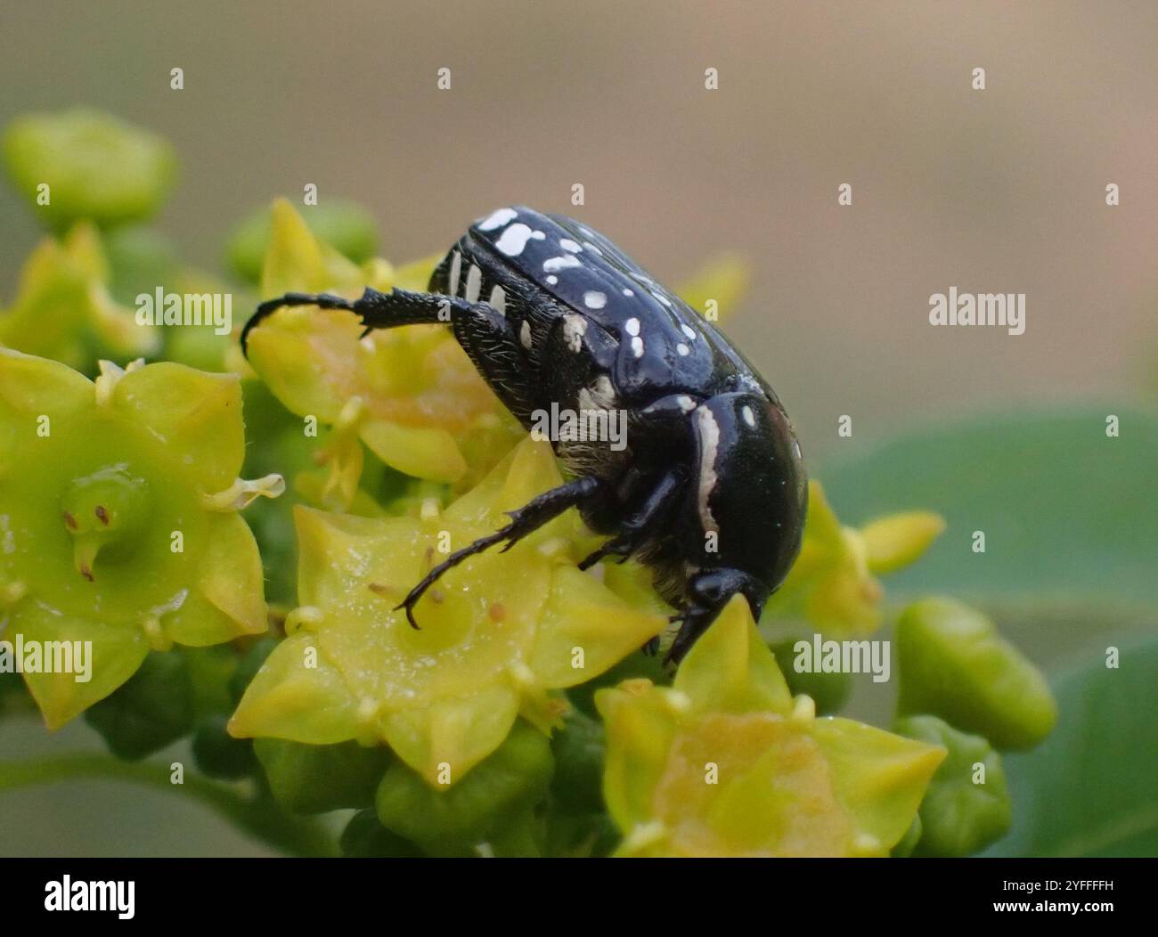 Middle Eastern Flower Scarab (Oxythyrea cinctella Stock Photo - Alamy