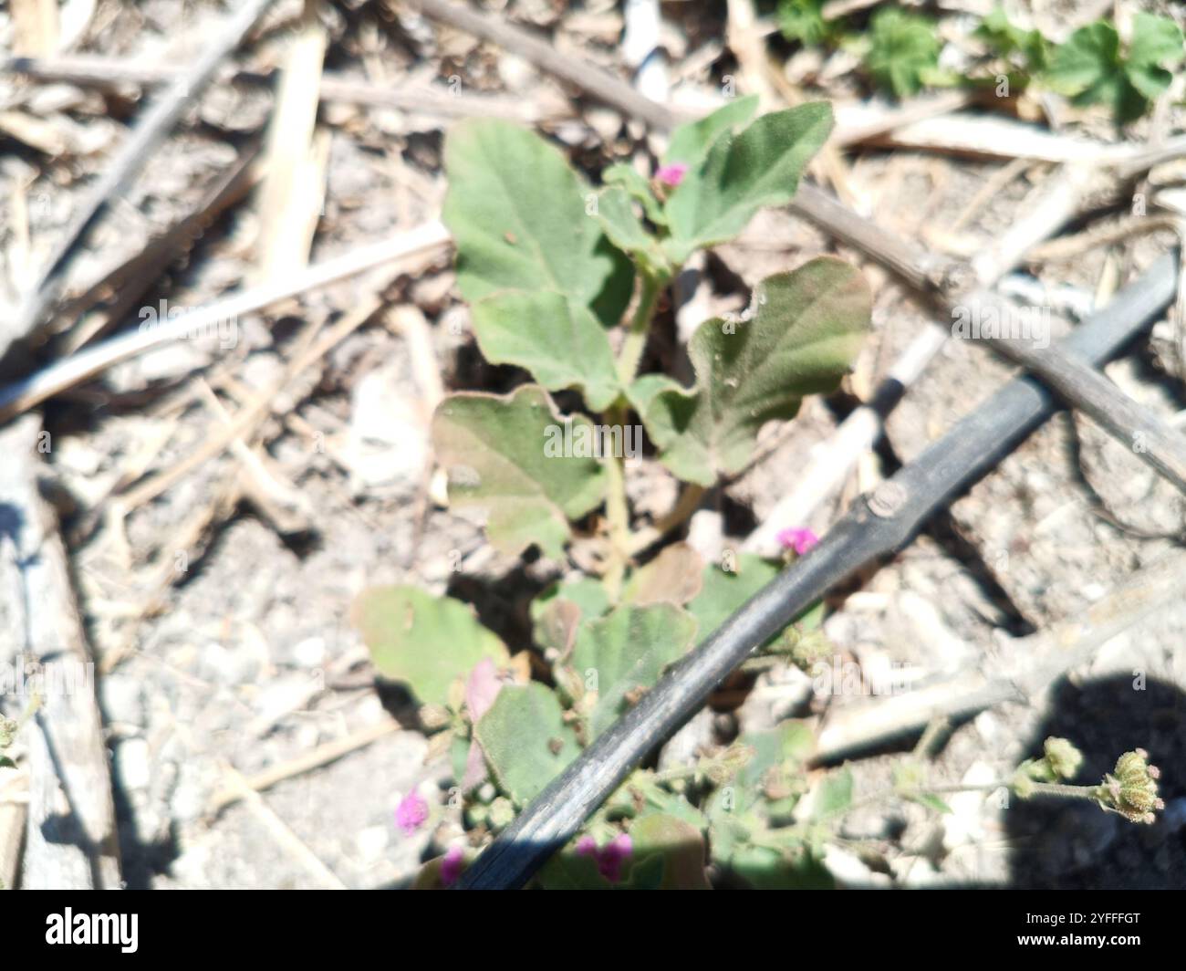 scarlet spiderling (Boerhavia coccinea Stock Photo - Alamy