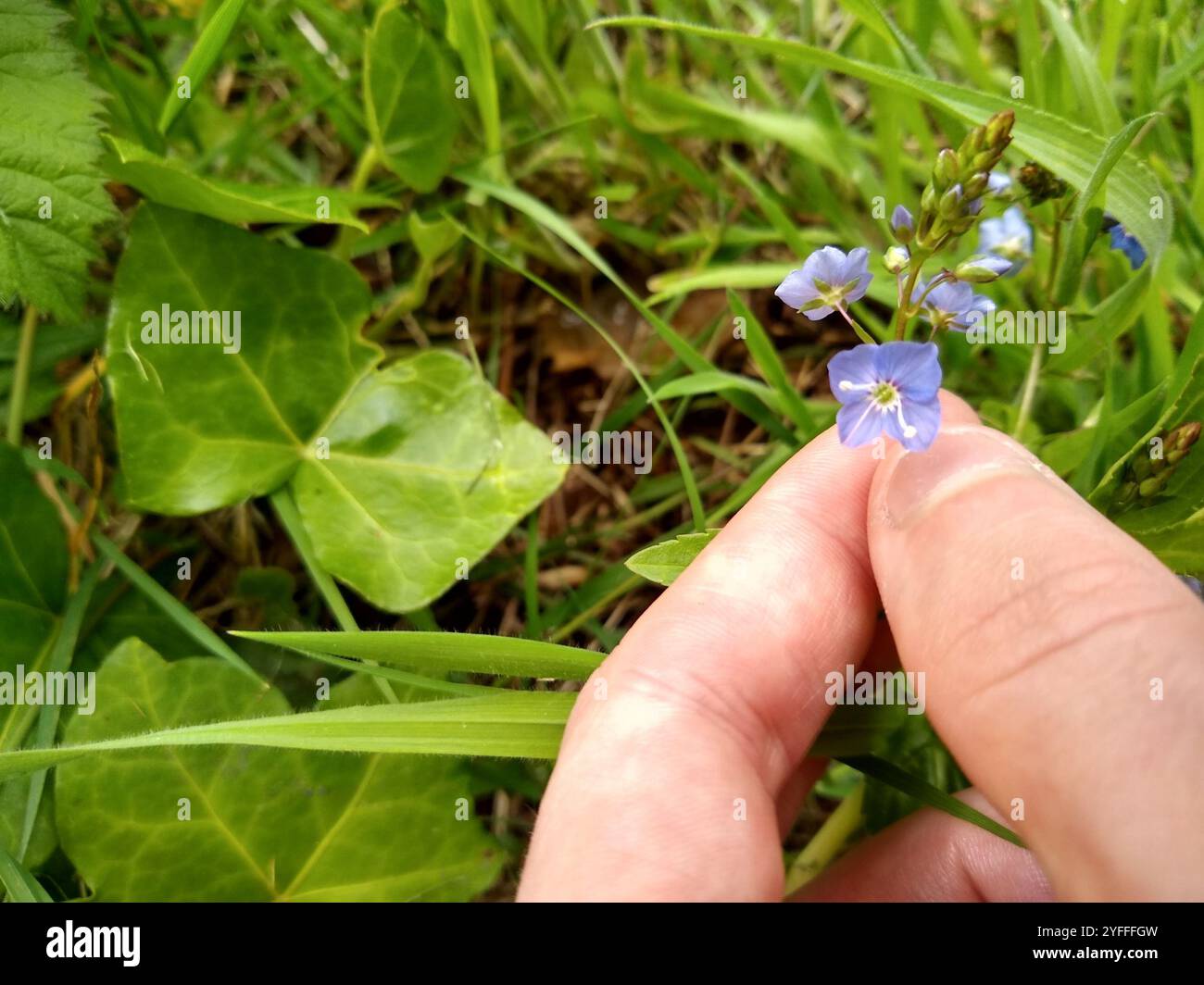 American brooklime (Veronica americana Stock Photo - Alamy