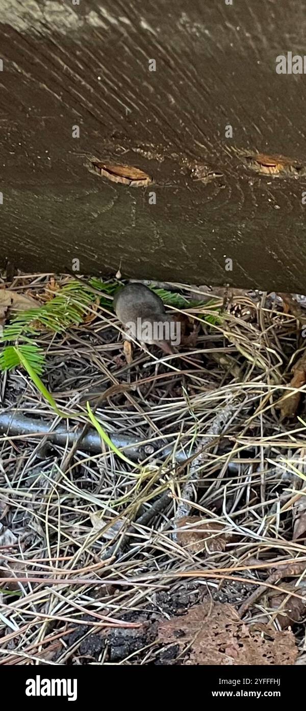 Soricinae hi-res stock photography and images - Alamy