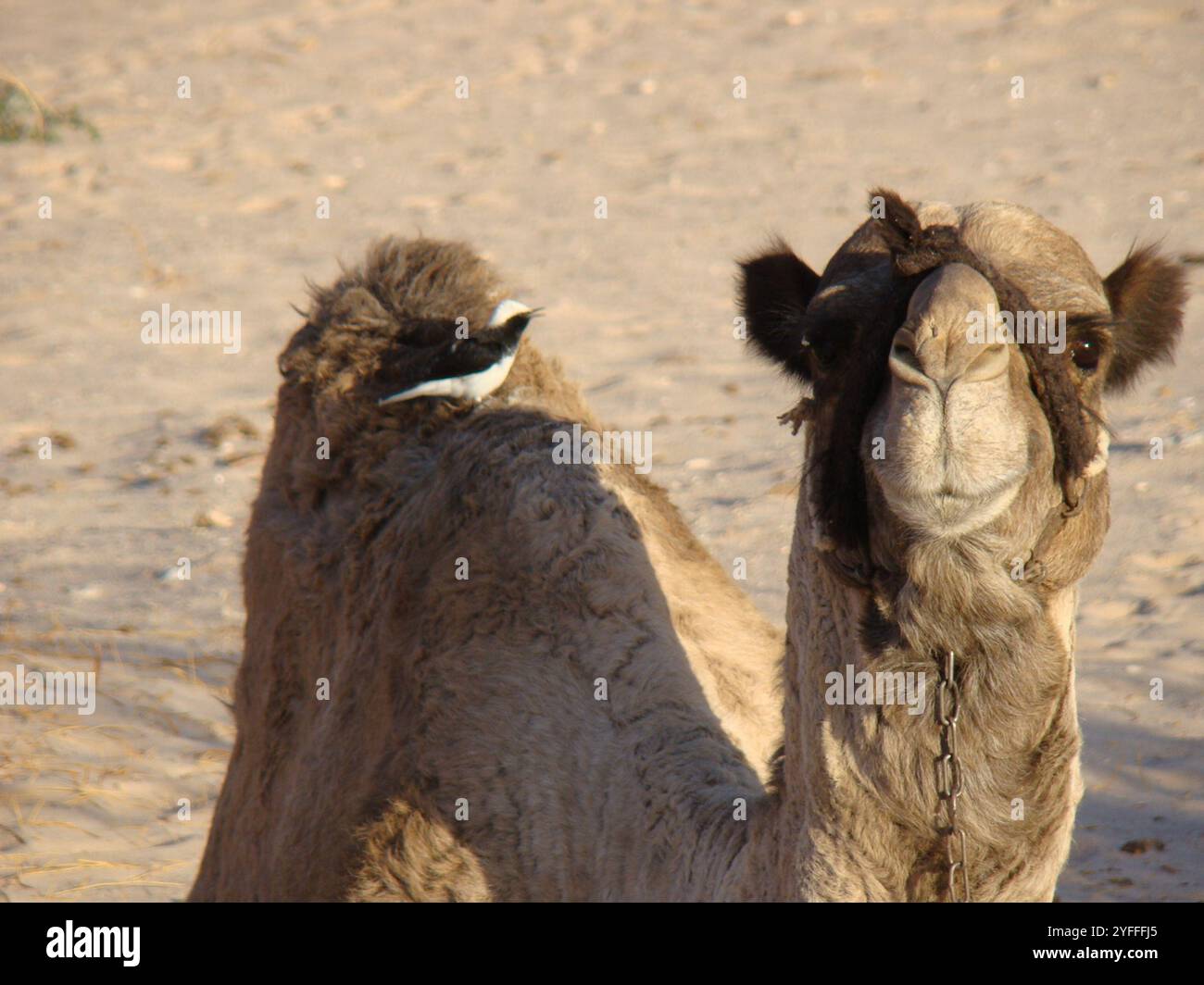 Hooded Wheatear (Oenanthe monacha Stock Photo - Alamy