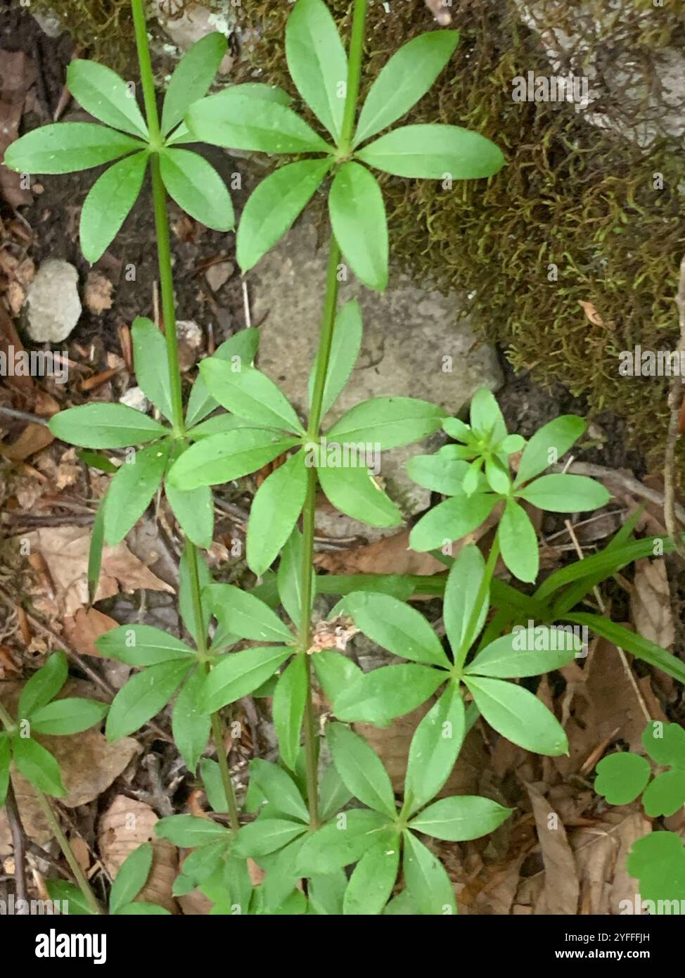 fragrant bedstraw (Galium triflorum Stock Photo - Alamy
