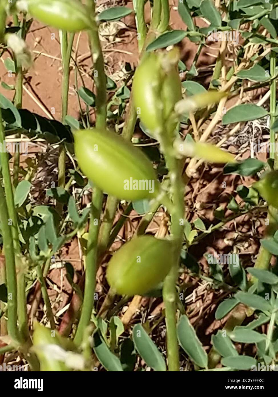 Stinking Milkvetch (Astragalus praelongus Stock Photo - Alamy