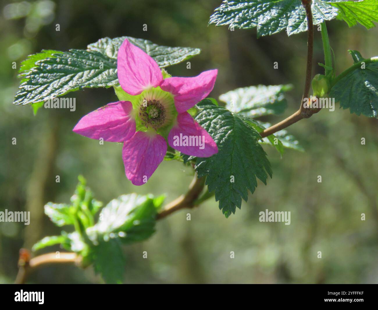 Salmonberry (Rubus spectabilis Stock Photo - Alamy