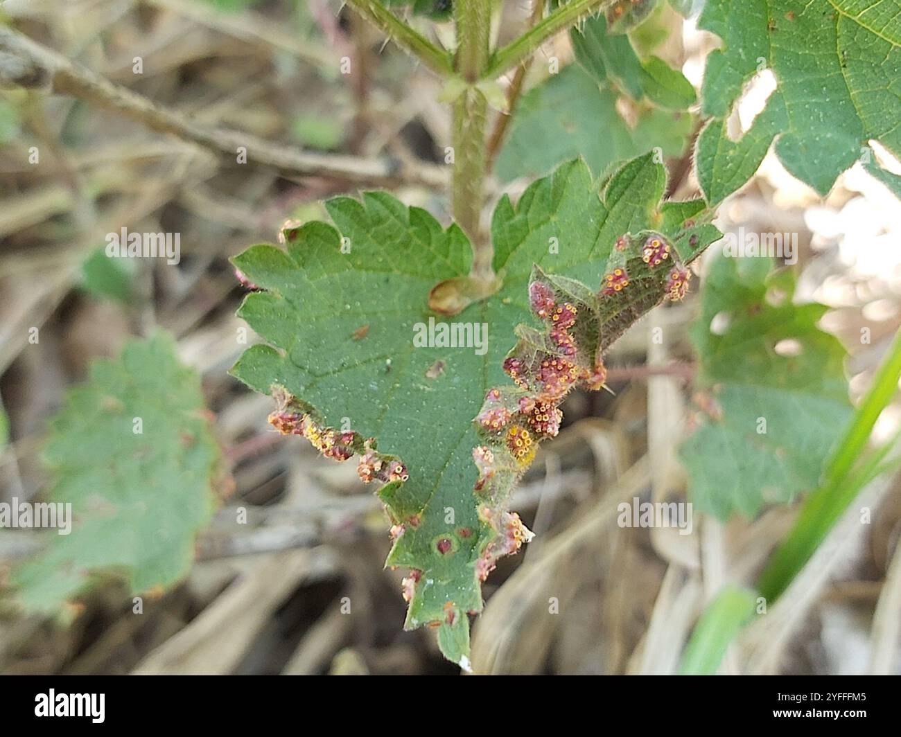 Nettle Clustercup Rust fungus (Puccinia urticata Stock Photo - Alamy