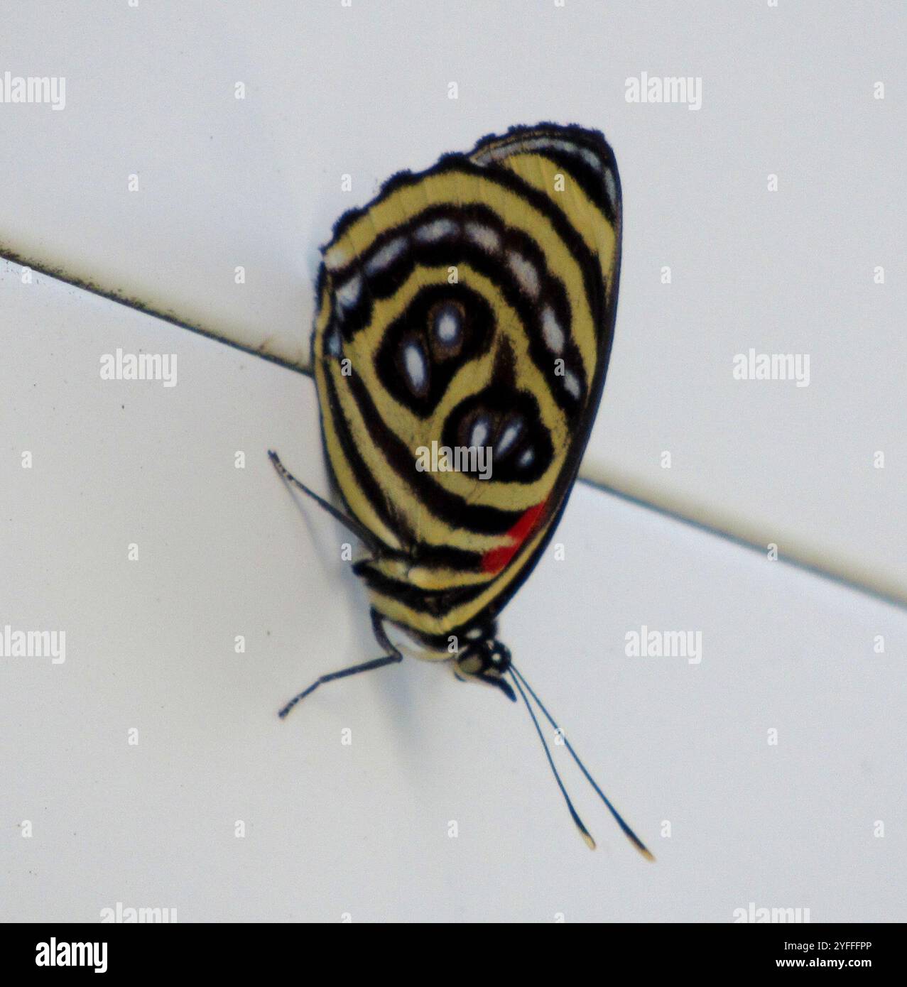 Godart's numberwing (Catagramma pygas Stock Photo - Alamy