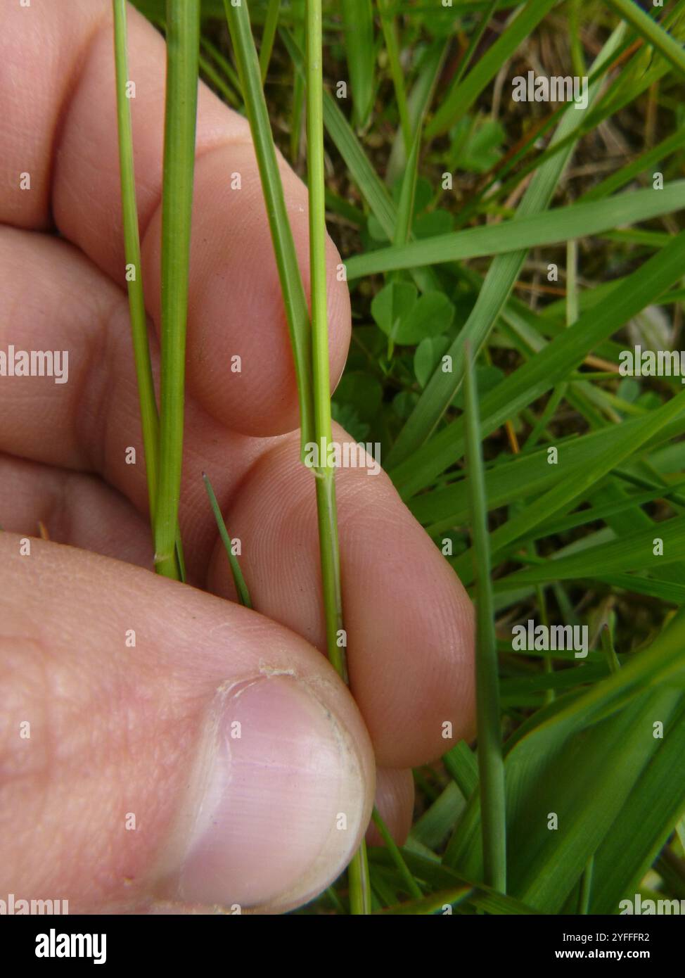 Smooth Meadow-grass (Poa pratensis Stock Photo - Alamy