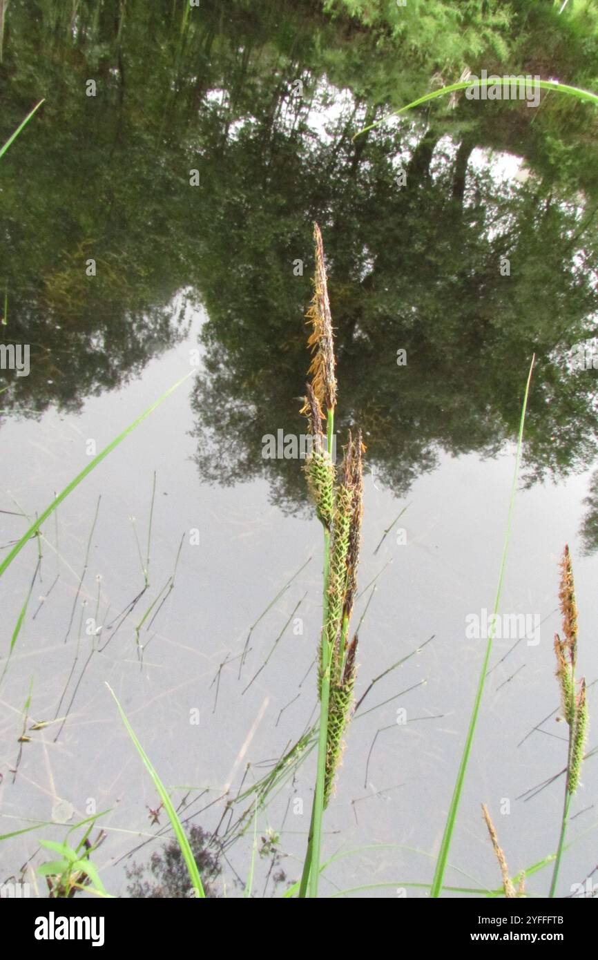 Slender tufted sedge hi-res stock photography and images - Alamy