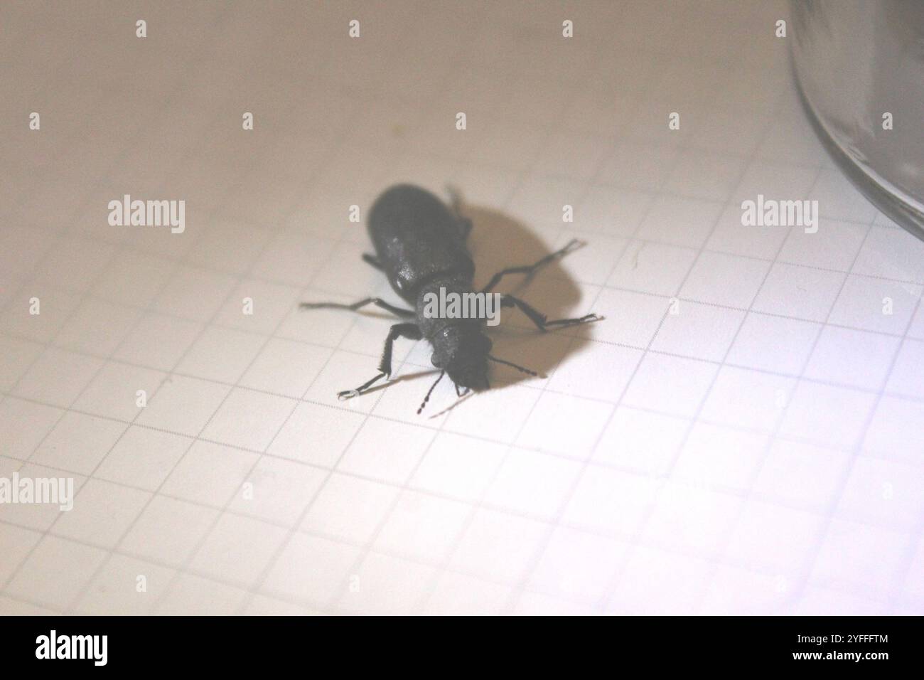 Stout's Hardwood Borer (Polycaon stoutii Stock Photo - Alamy