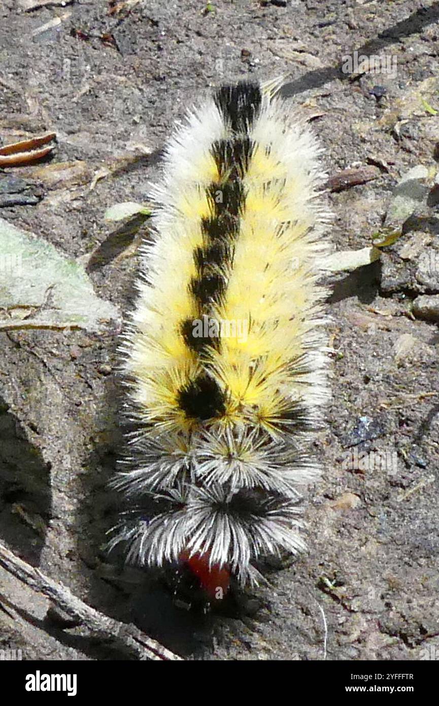 Virginia Ctenucha Moth (Ctenucha virginica Stock Photo - Alamy