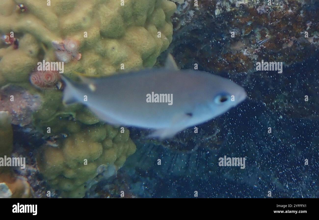 Brown Chromis (Azurina multilineata Stock Photo - Alamy