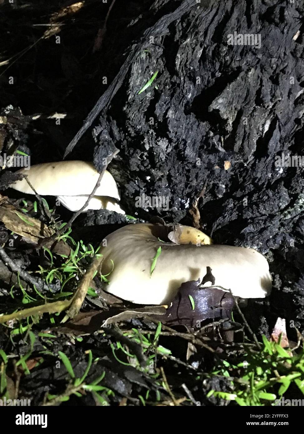 ghost fungus (Omphalotus nidiformis Stock Photo - Alamy