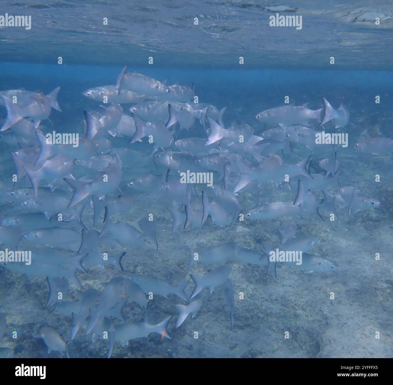 Common Mullets (Mugil Stock Photo - Alamy