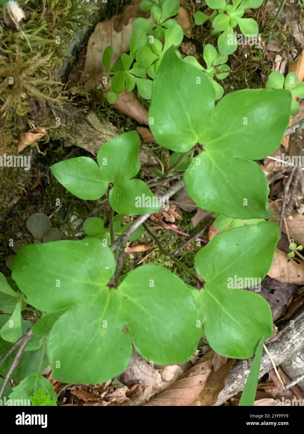 sharp-lobed hepatica (Hepatica acutiloba Stock Photo - Alamy