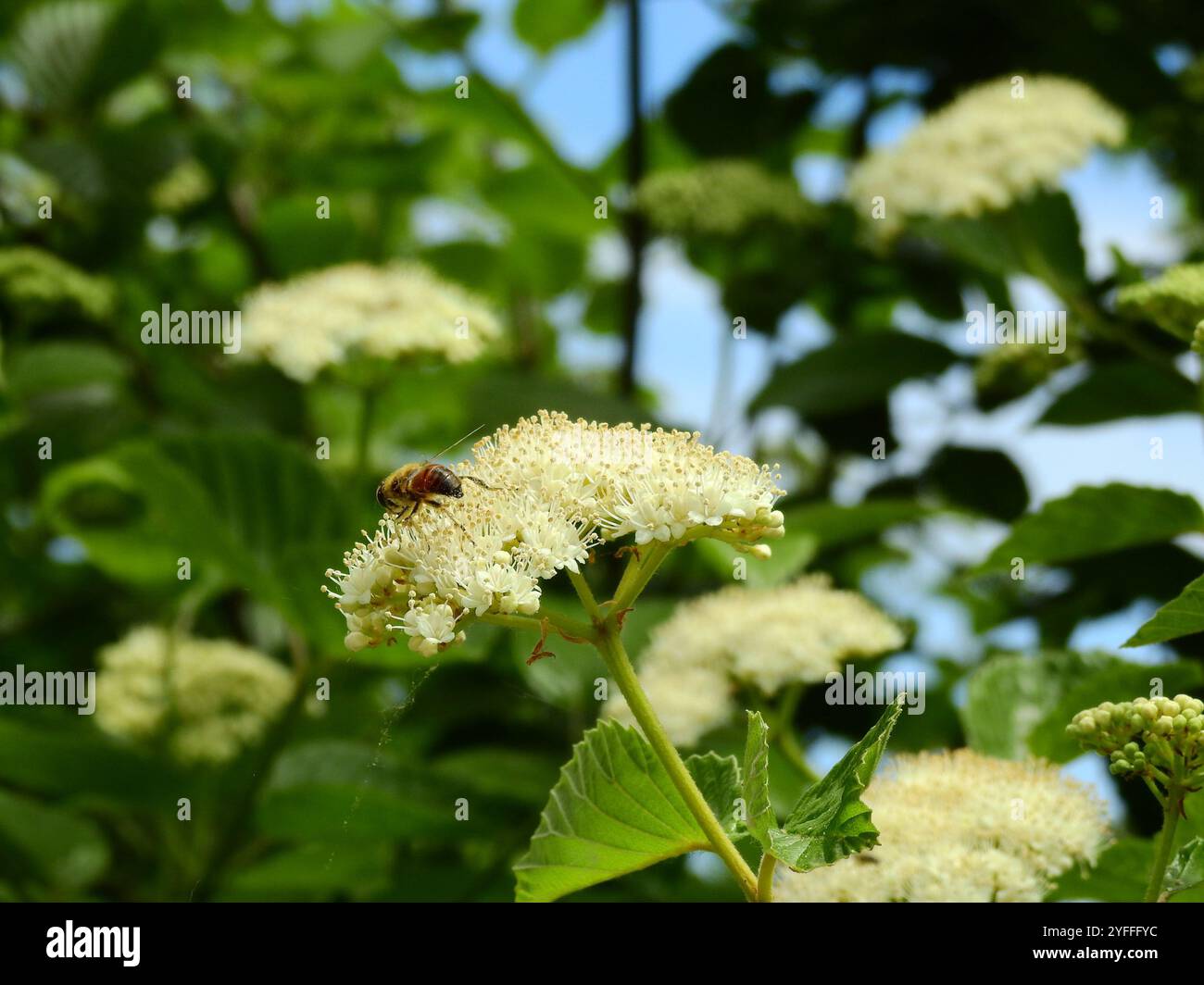 Common Drone Fly (Eristalis tenax Stock Photo - Alamy Common Drone Fly (Eristalis tenax Stock Photo - Alamy