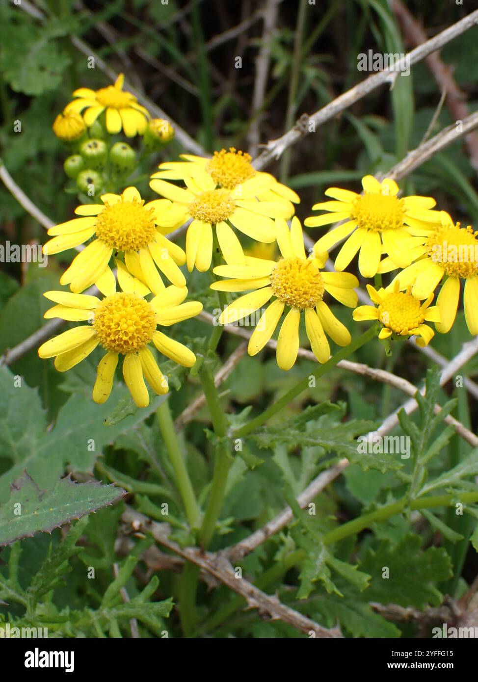Oxford ragwort senecio squalidus hi-res stock photography and images ...