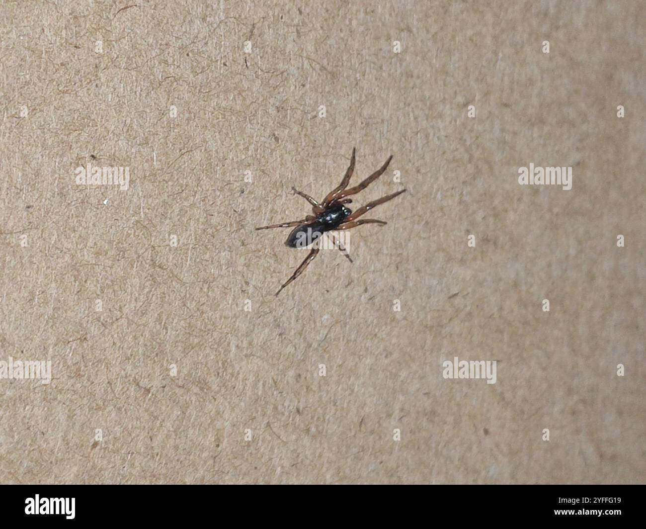 Broad-Faced Sac Spiders (Trachelidae Stock Photo - Alamy